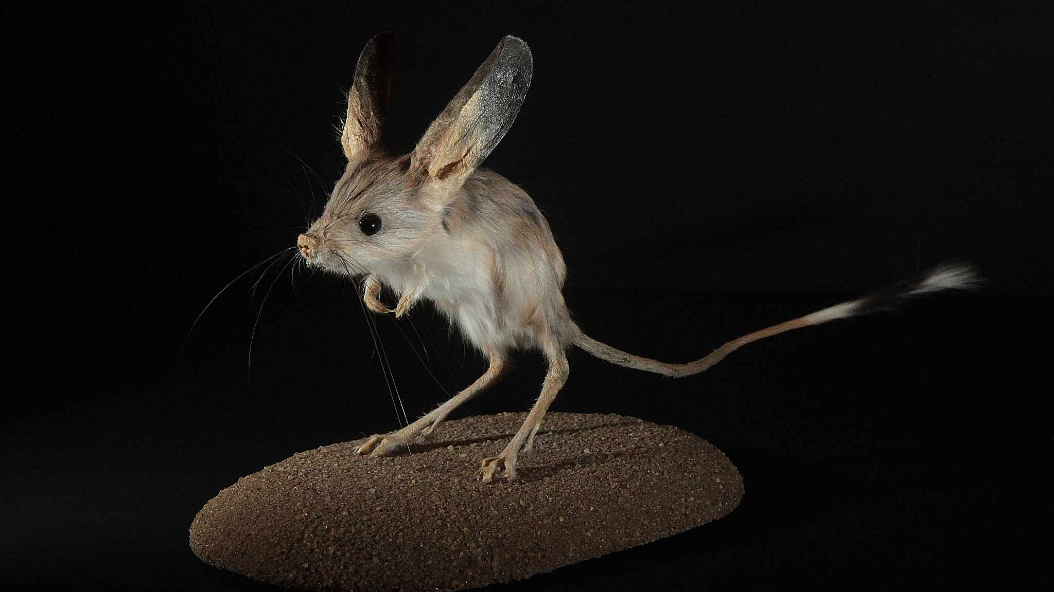 Jerboa Wallpapers - Wallpaper Cave