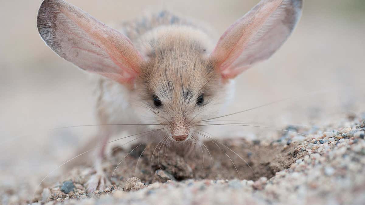 Jerboa Wallpapers - Wallpaper Cave