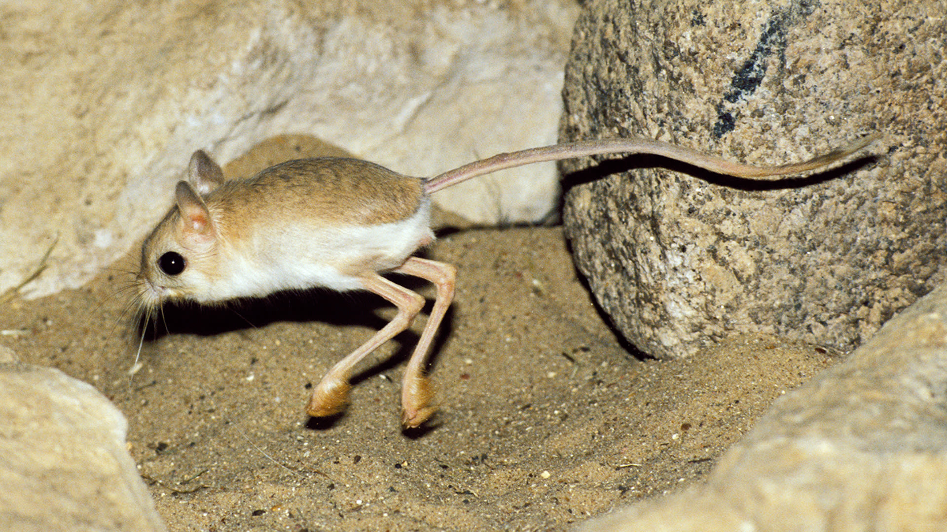 Jerboa Wallpapers - Wallpaper Cave