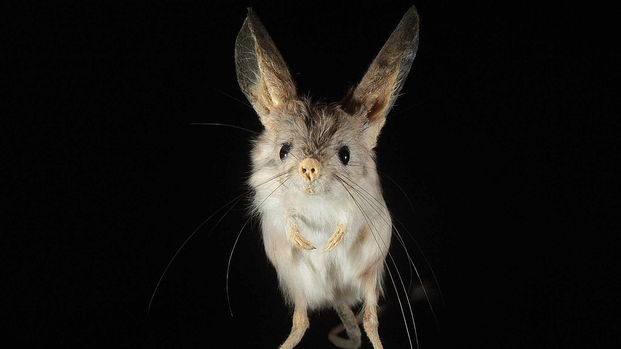 Jerboa Wallpapers - Wallpaper Cave