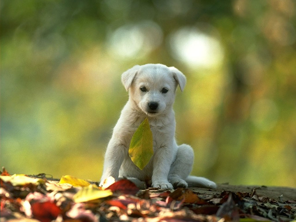 3D Dog Wallpapers - Wallpaper Cave