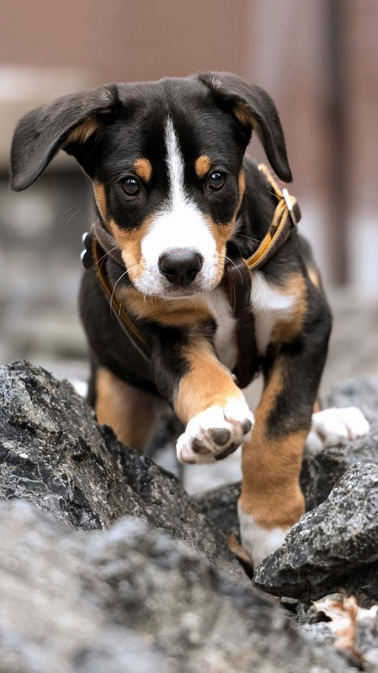 3D Dog Wallpapers - Wallpaper Cave