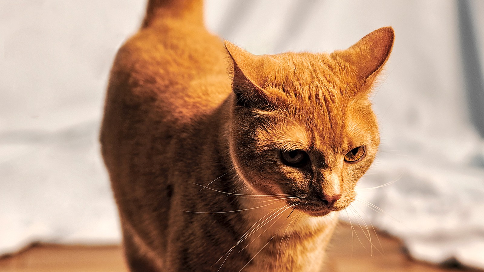 Long Neck Cat Wallpapers - Wallpaper Cave