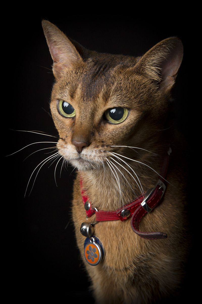 Long Neck Cat Wallpapers - Wallpaper Cave