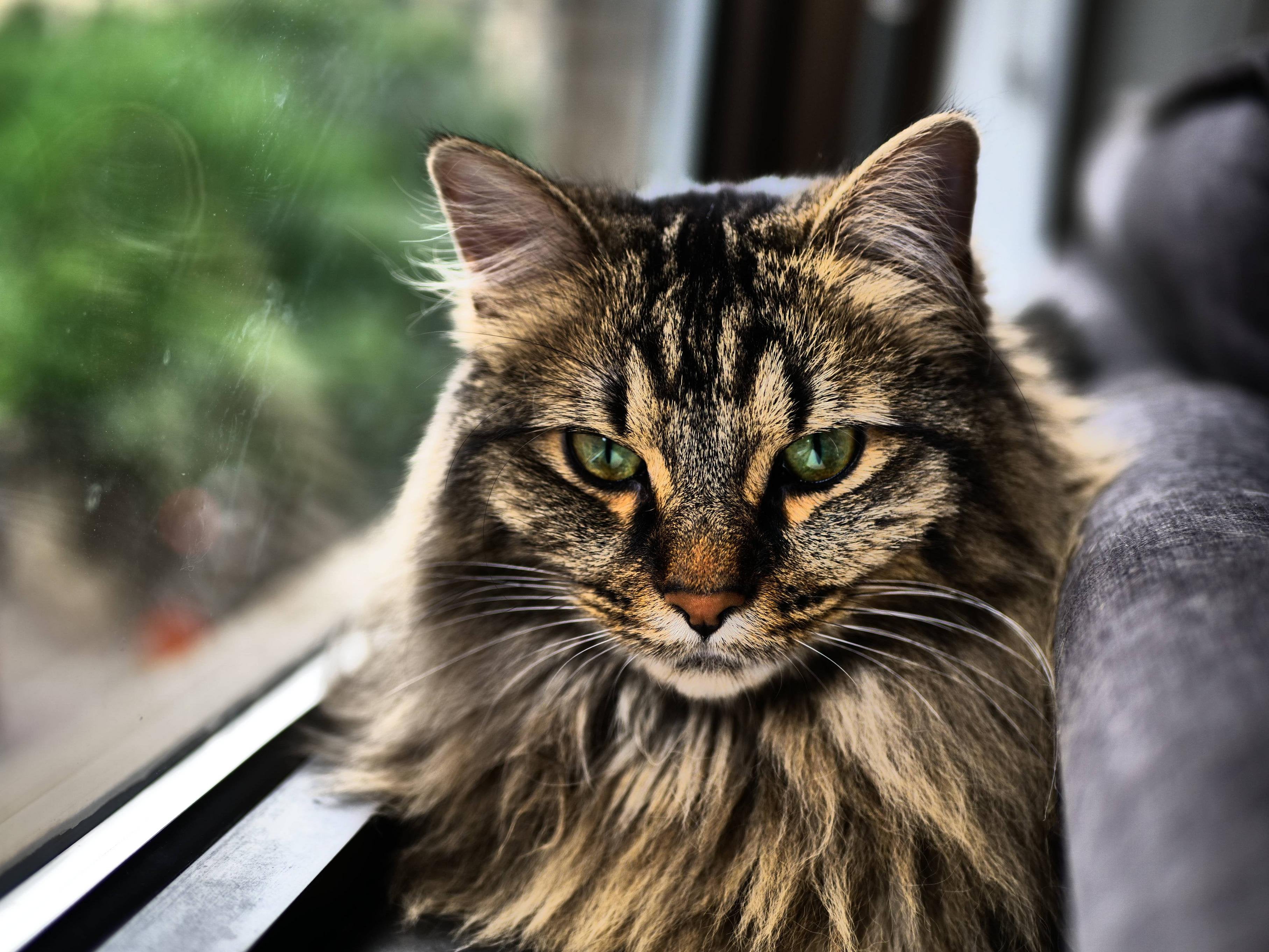 Long Neck Cat Wallpapers - Wallpaper Cave