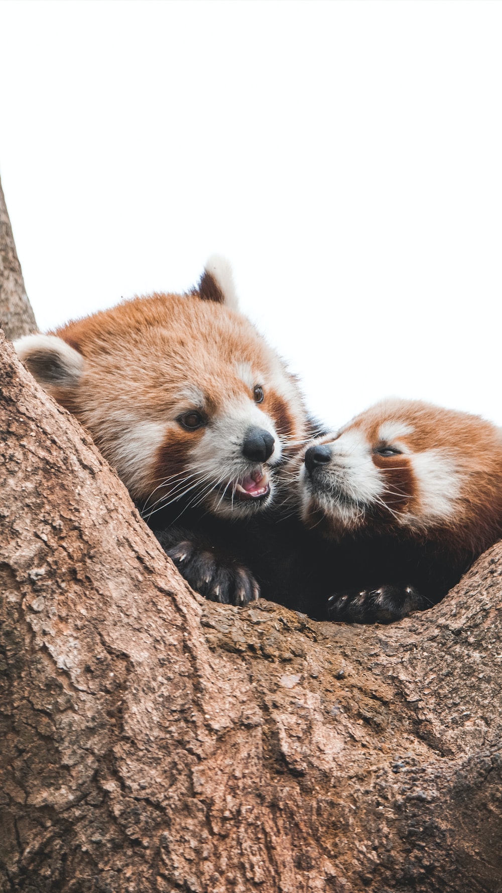 Big Red Panda Wallpapers - Wallpaper Cave
