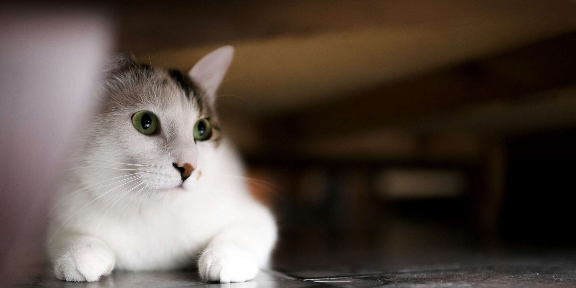 Long Neck Cat Wallpapers - Wallpaper Cave