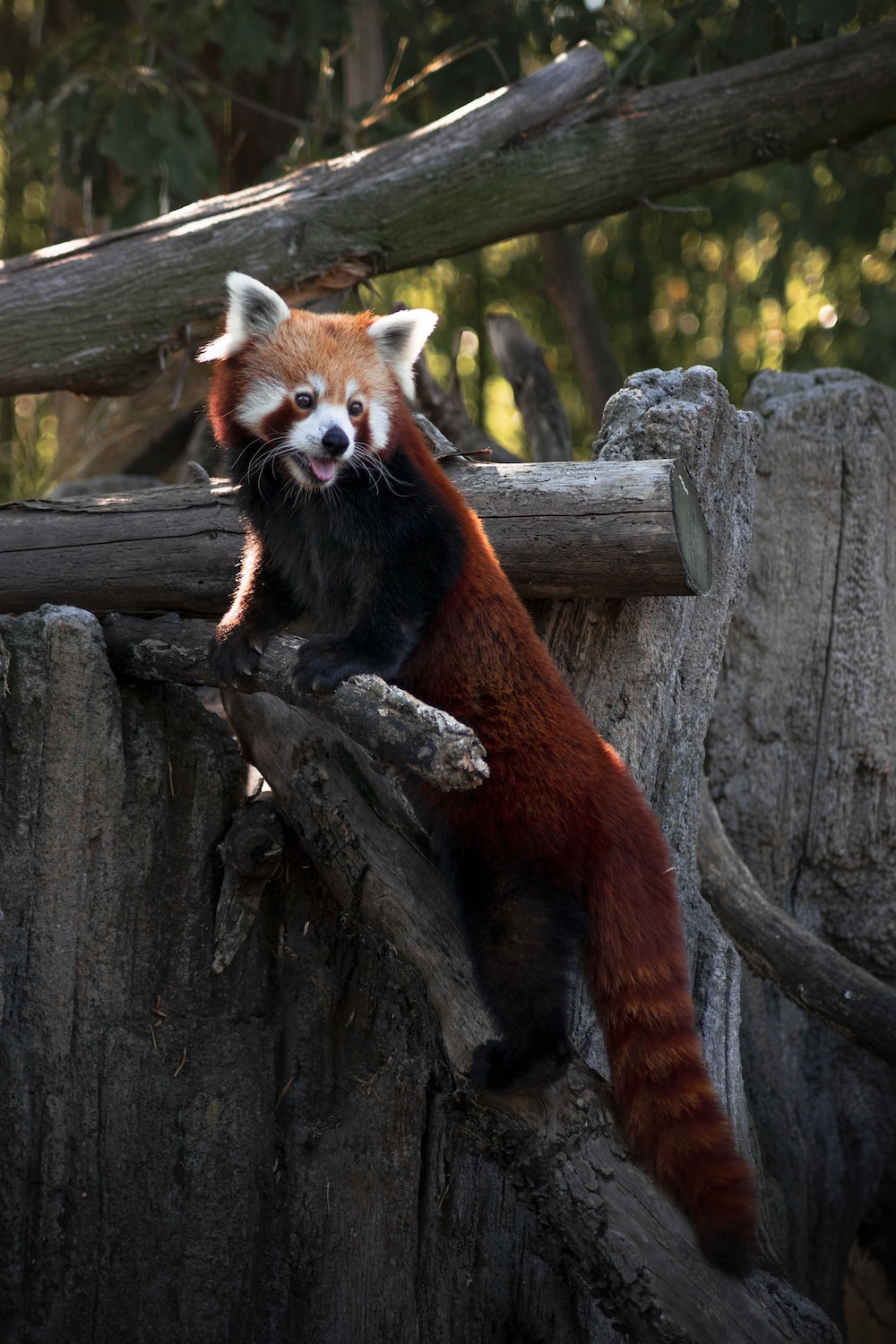 Big Red Panda Wallpapers - Wallpaper Cave