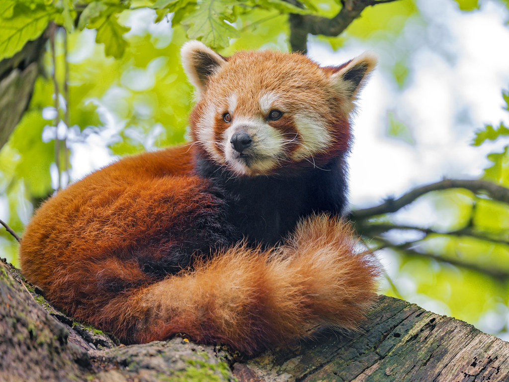 Big Red Panda Wallpapers - Wallpaper Cave