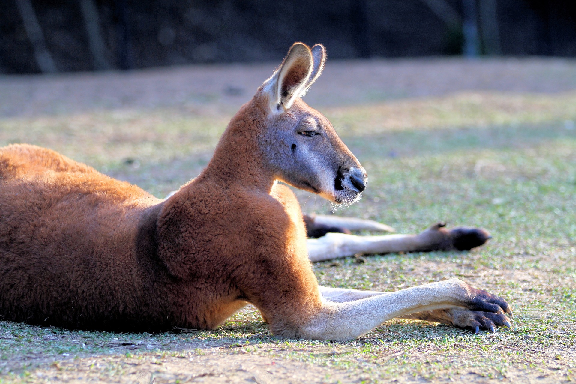 Red Kangaroo Wallpapers - Wallpaper Cave