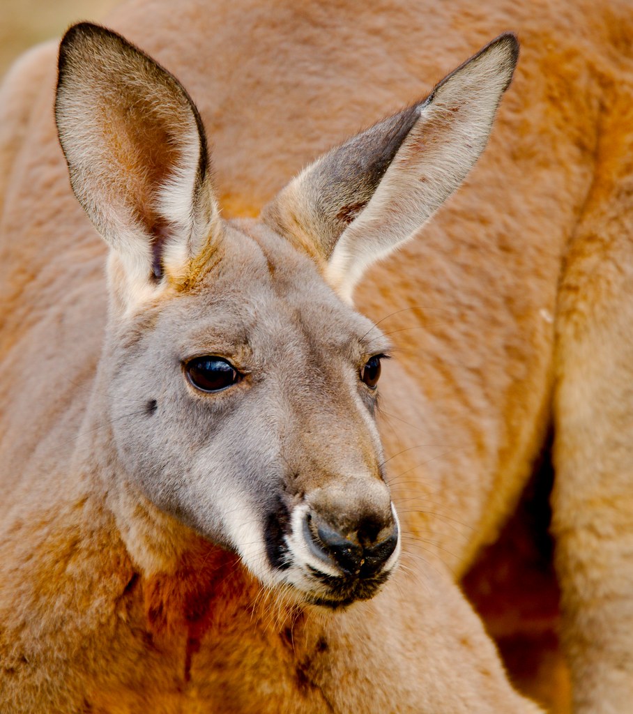 Red Kangaroo Wallpapers - Wallpaper Cave