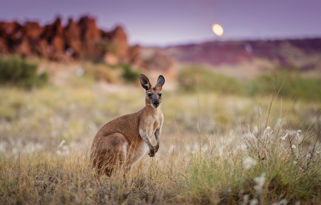 Red Kangaroo Wallpapers - Wallpaper Cave