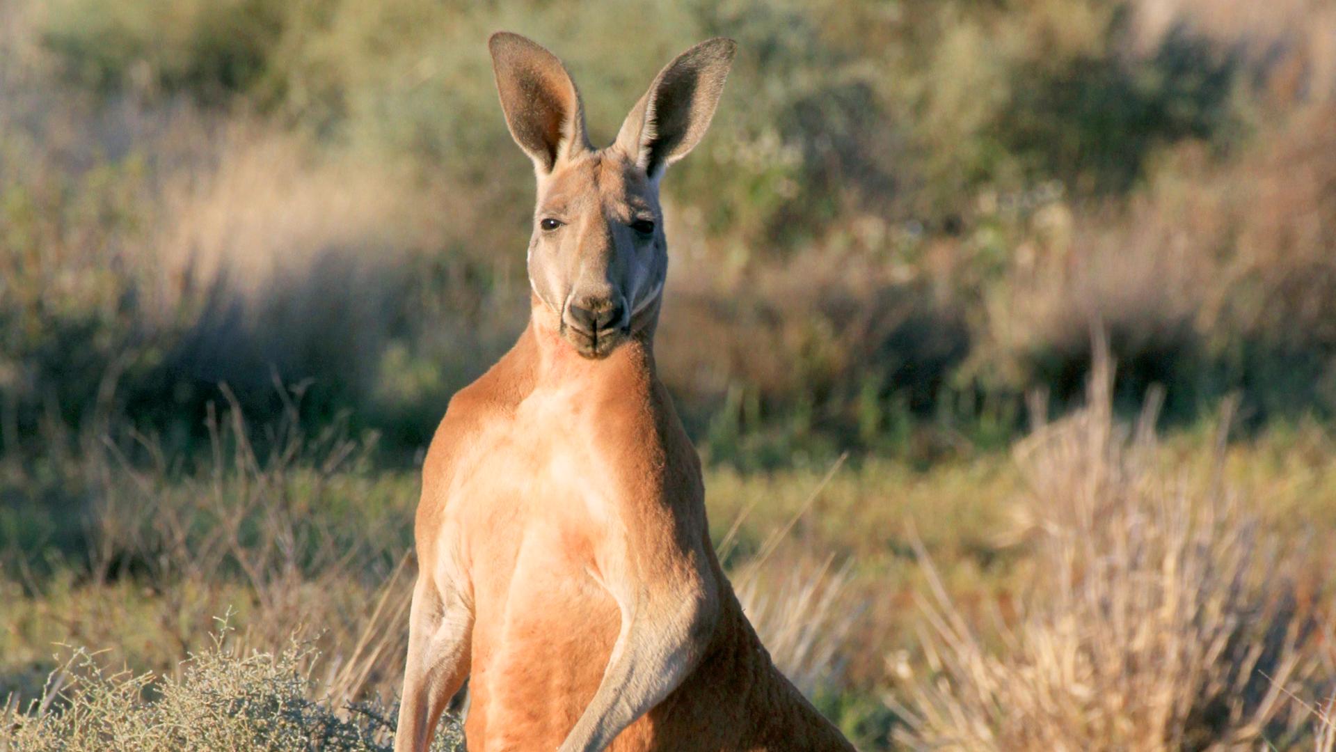 Red Kangaroo Wallpapers - Wallpaper Cave