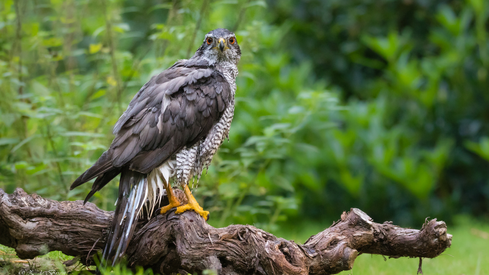 Northern Goshawk Wallpapers - Wallpaper Cave