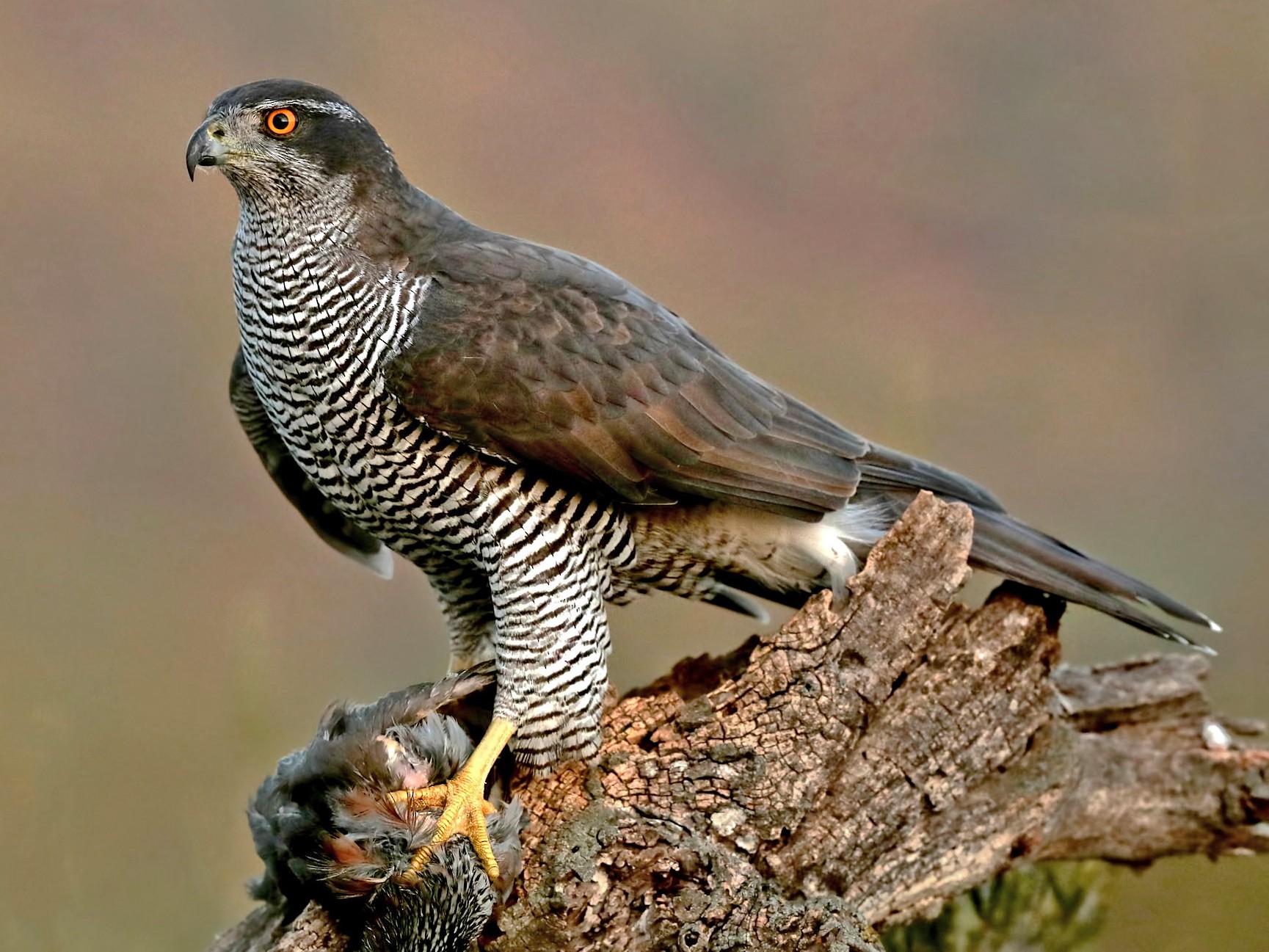 Northern Goshawk Wallpapers - Wallpaper Cave