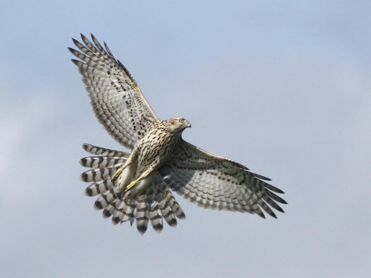 Northern Goshawk Wallpapers - Wallpaper Cave