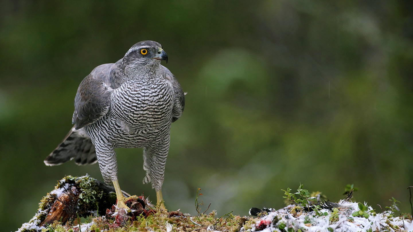 Northern Goshawk Wallpapers - Wallpaper Cave