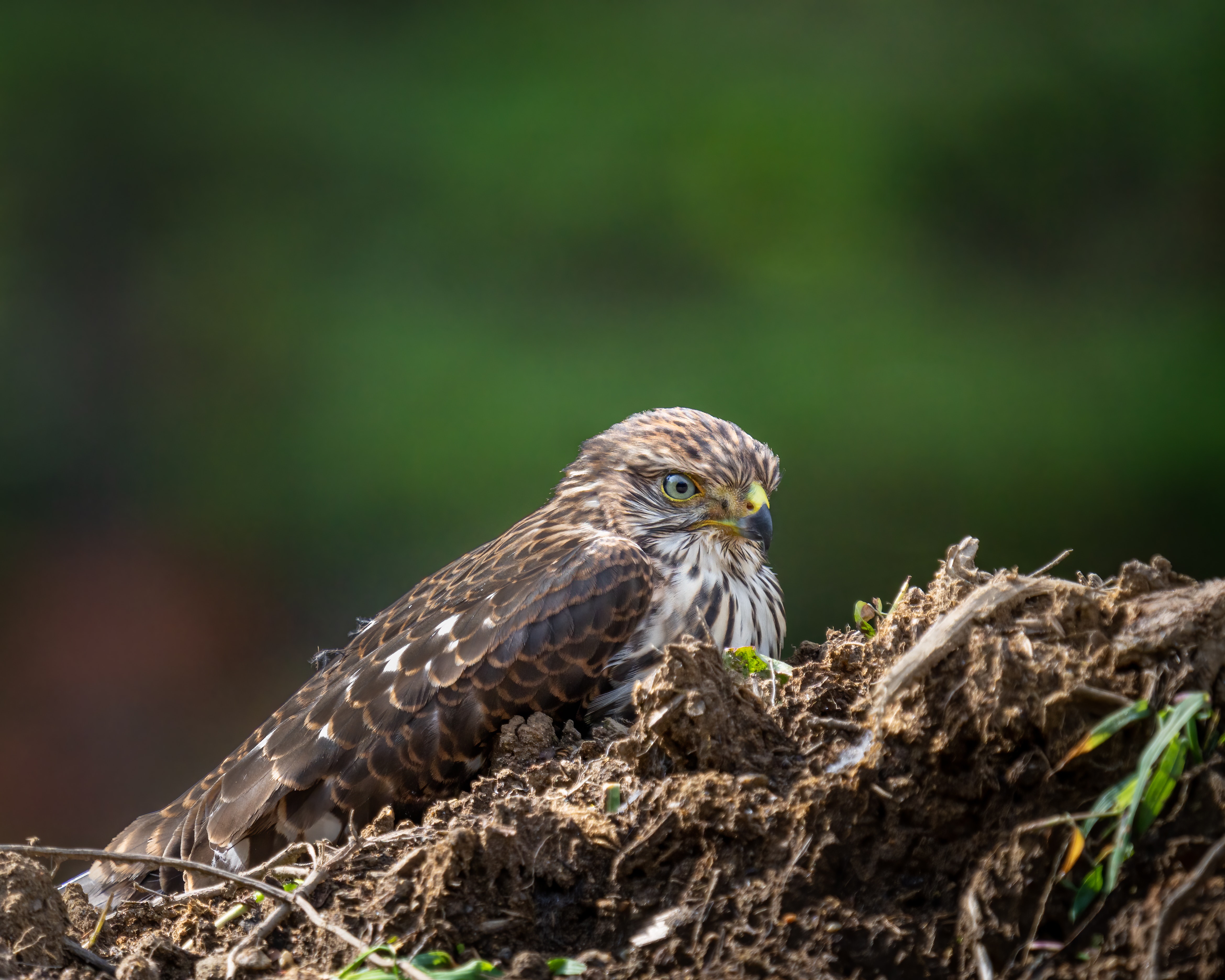 Northern Goshawk Wallpapers - Wallpaper Cave