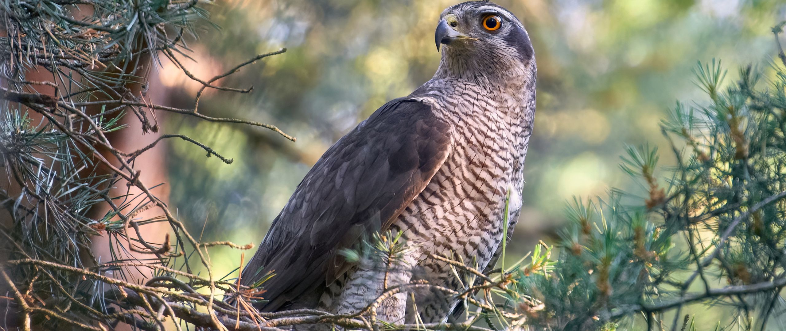 Northern Goshawk Wallpapers - Wallpaper Cave
