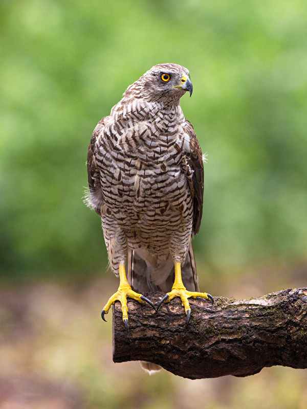 Northern Goshawk Wallpapers - Wallpaper Cave