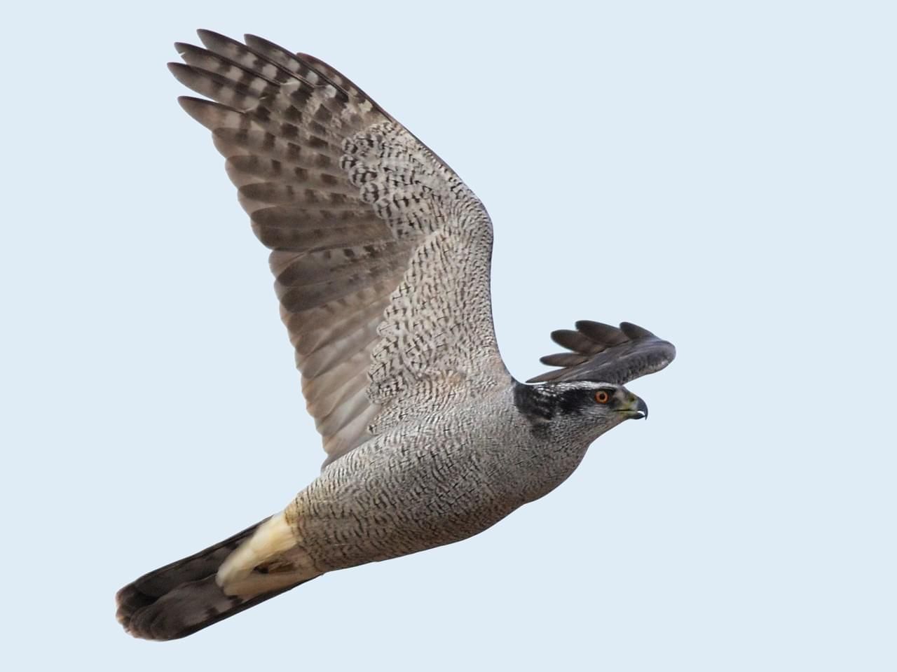 Northern Goshawk Wallpapers - Wallpaper Cave