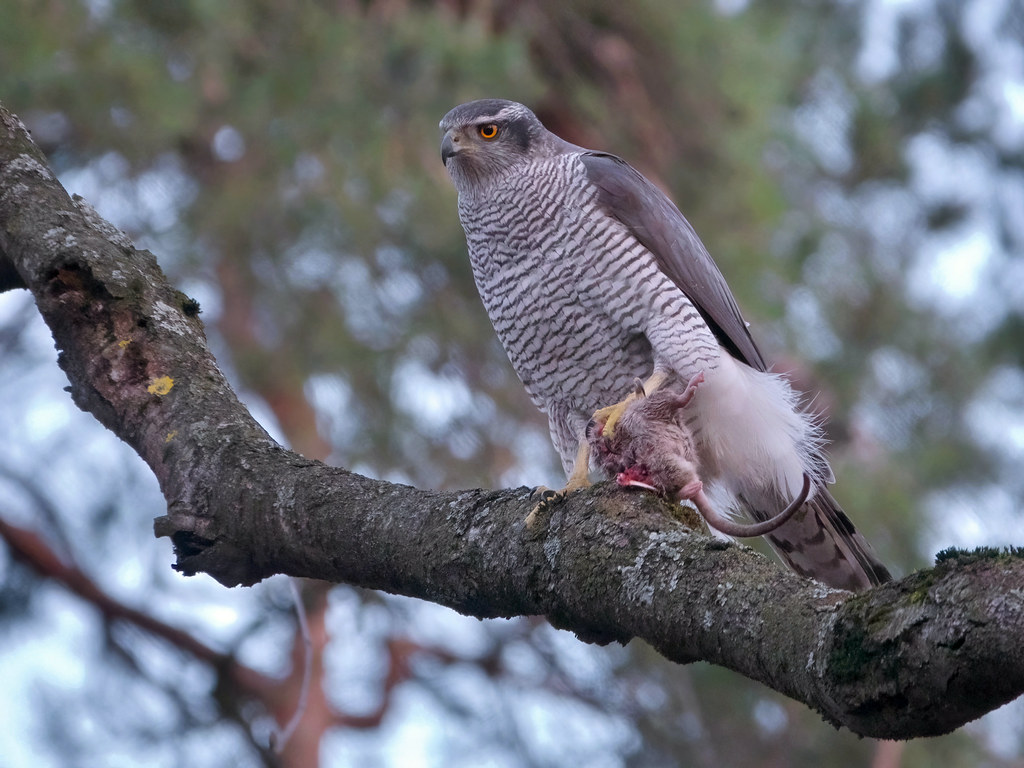 Northern Goshawk Wallpapers - Wallpaper Cave