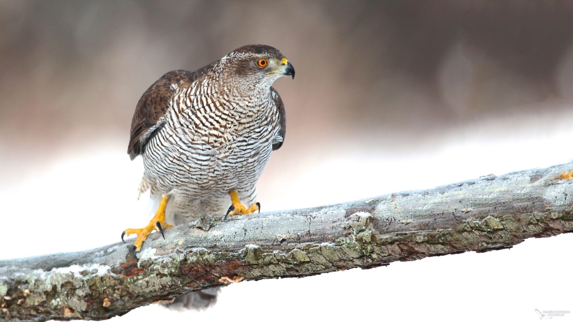 Northern Goshawk Wallpapers - Wallpaper Cave