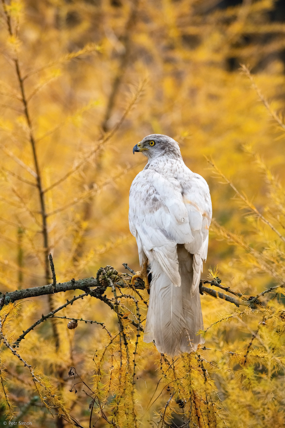 Northern Goshawk Wallpapers - Wallpaper Cave
