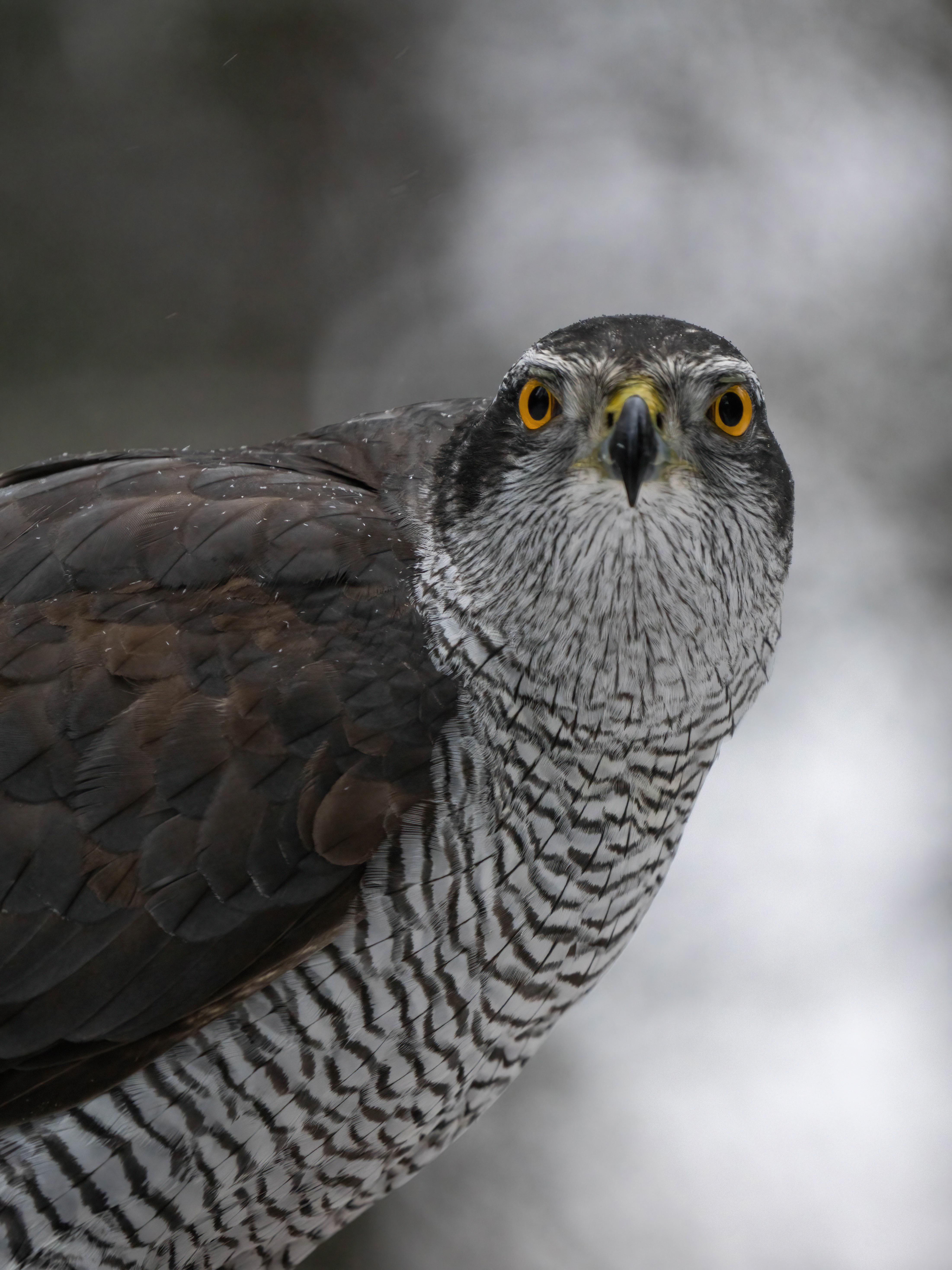 Northern Goshawk Wallpapers - Wallpaper Cave