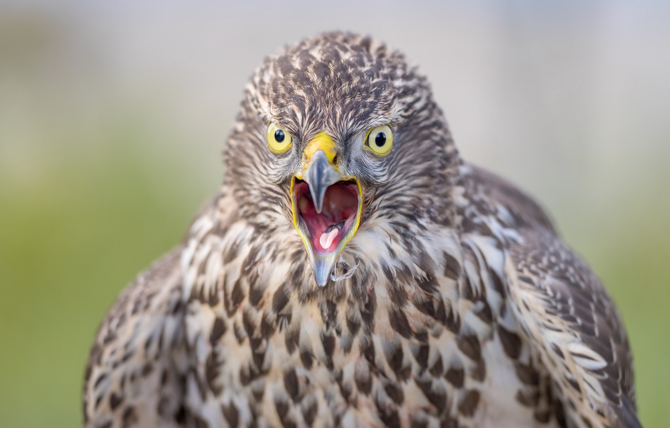 Northern Goshawk Wallpapers - Wallpaper Cave