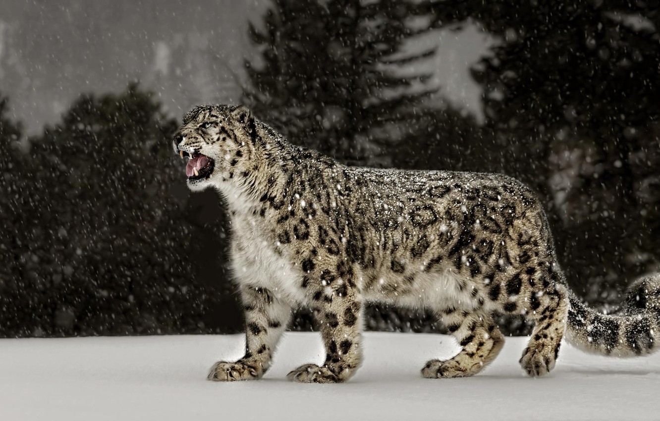 Snow Leopard PC Wallpapers - Wallpaper Cave