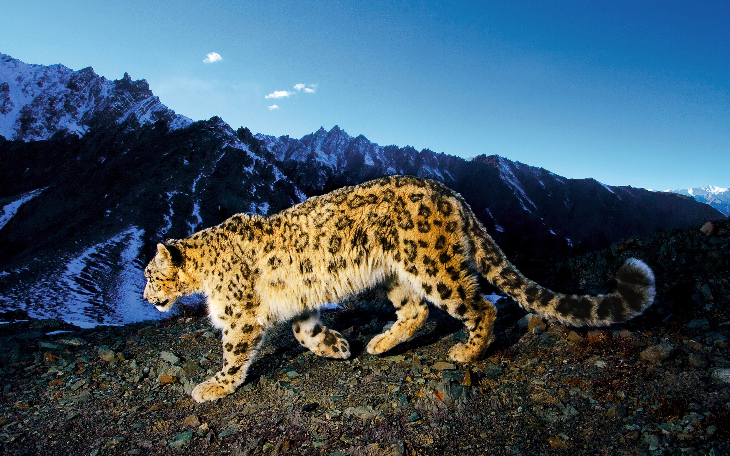 Snow Leopard PC Wallpapers - Wallpaper Cave