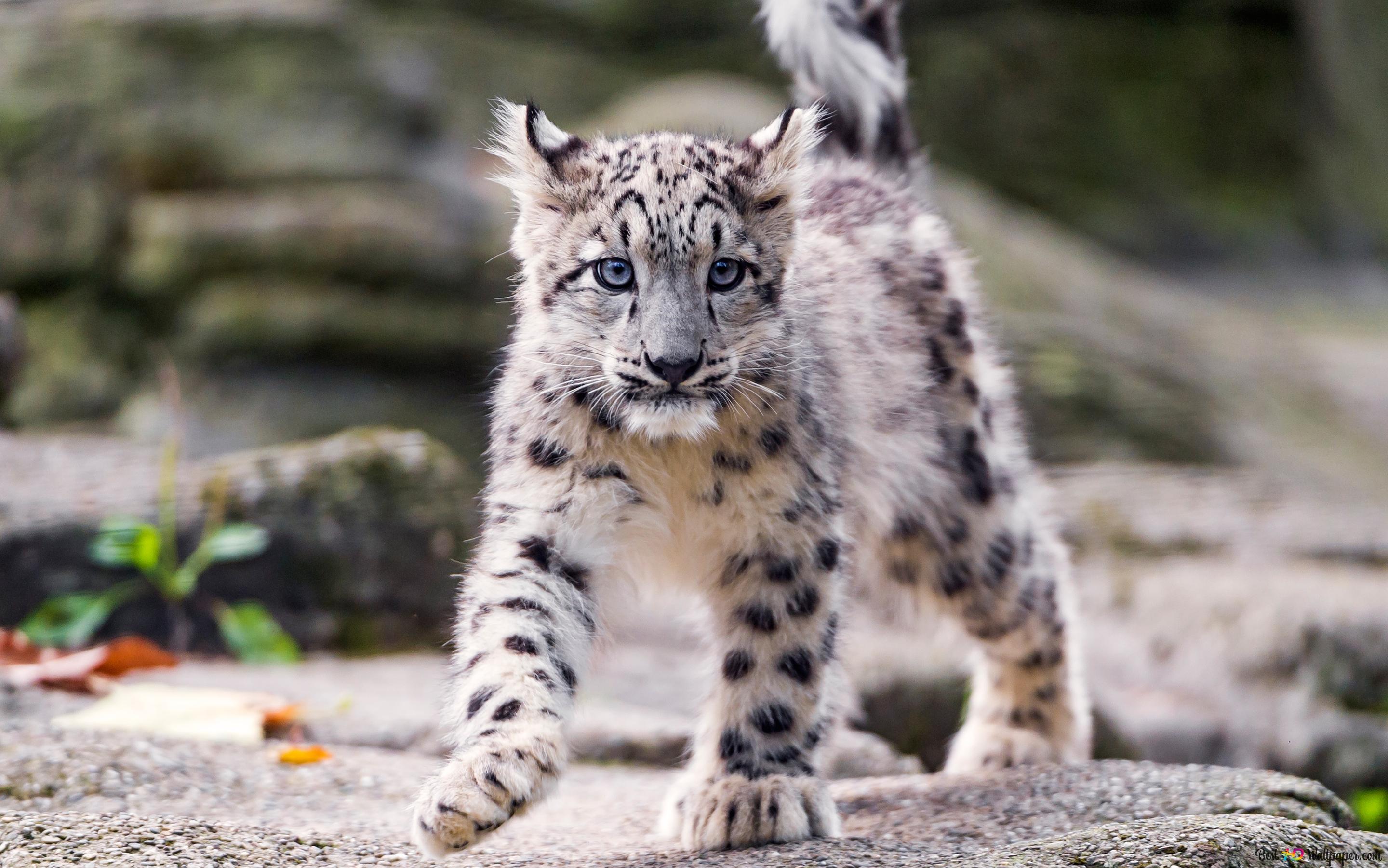 Snow Leopard PC Wallpapers - Wallpaper Cave
