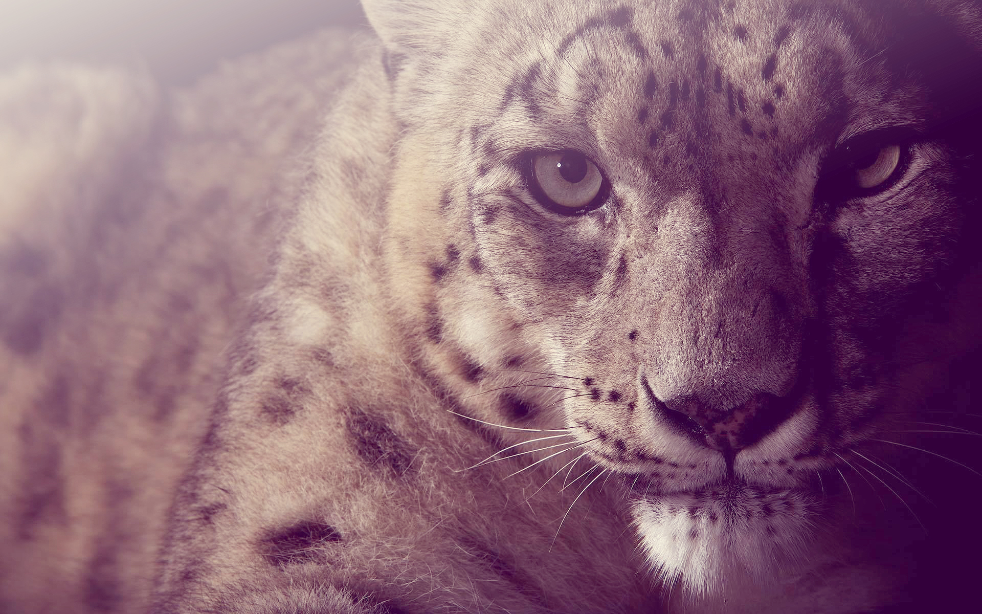 Snow Leopard PC Wallpapers - Wallpaper Cave