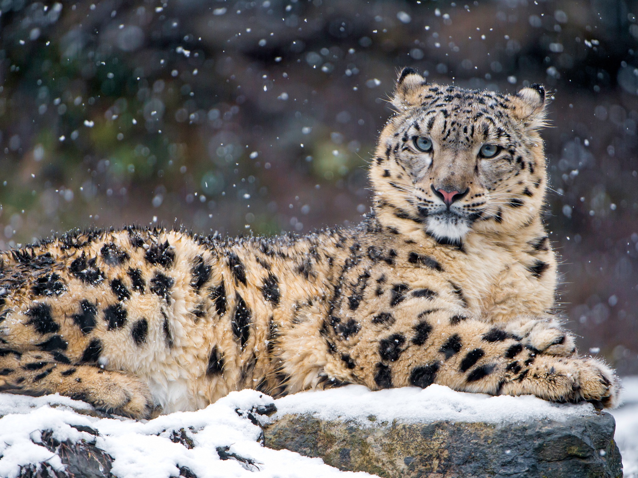 Snow Leopard PC Wallpapers - Wallpaper Cave