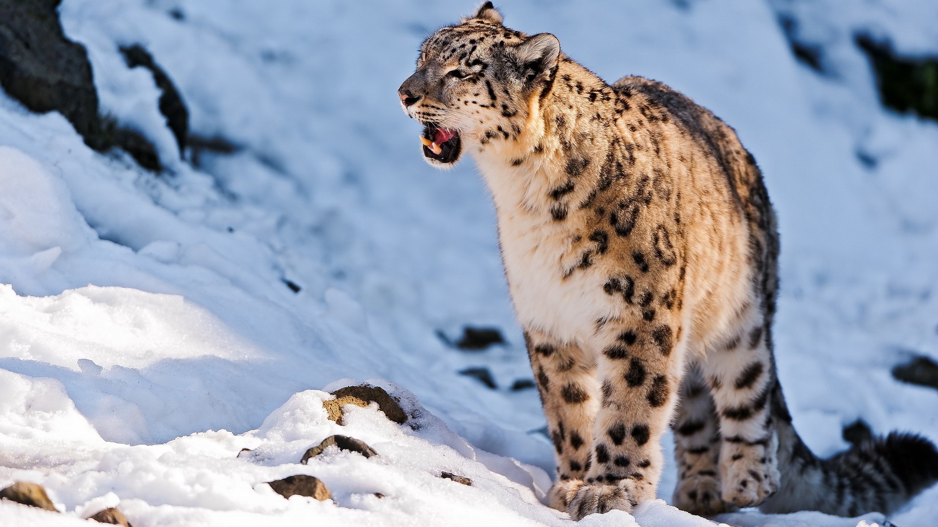 Snow Leopard PC Wallpapers - Wallpaper Cave