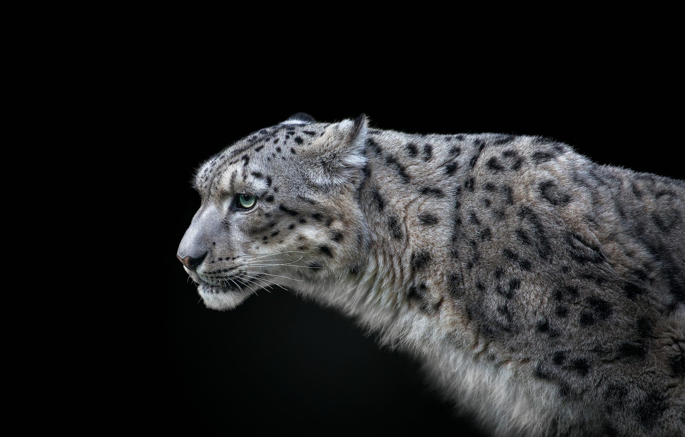 Snow Leopard PC Wallpapers - Wallpaper Cave