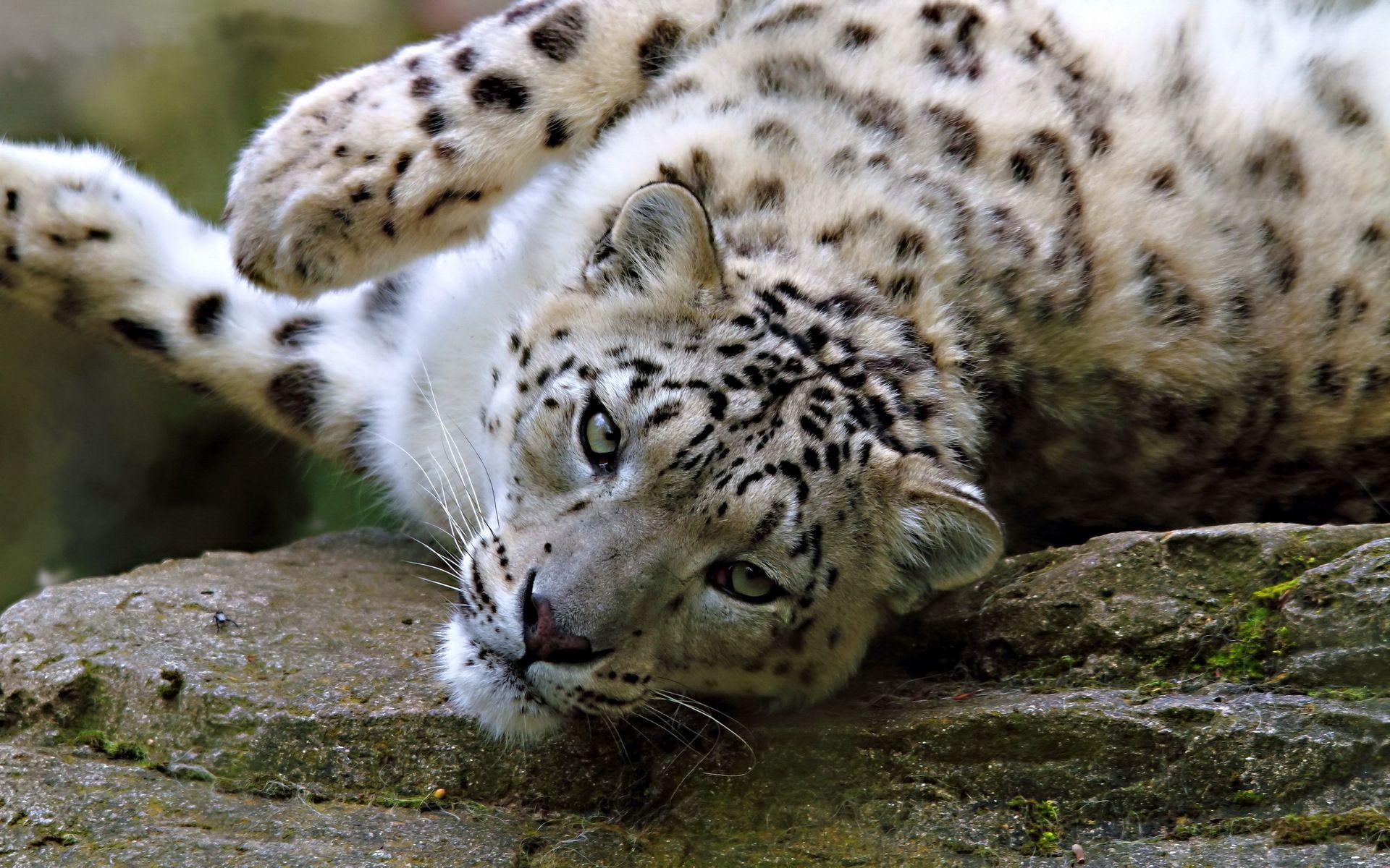 Snow Leopard PC Wallpapers - Wallpaper Cave