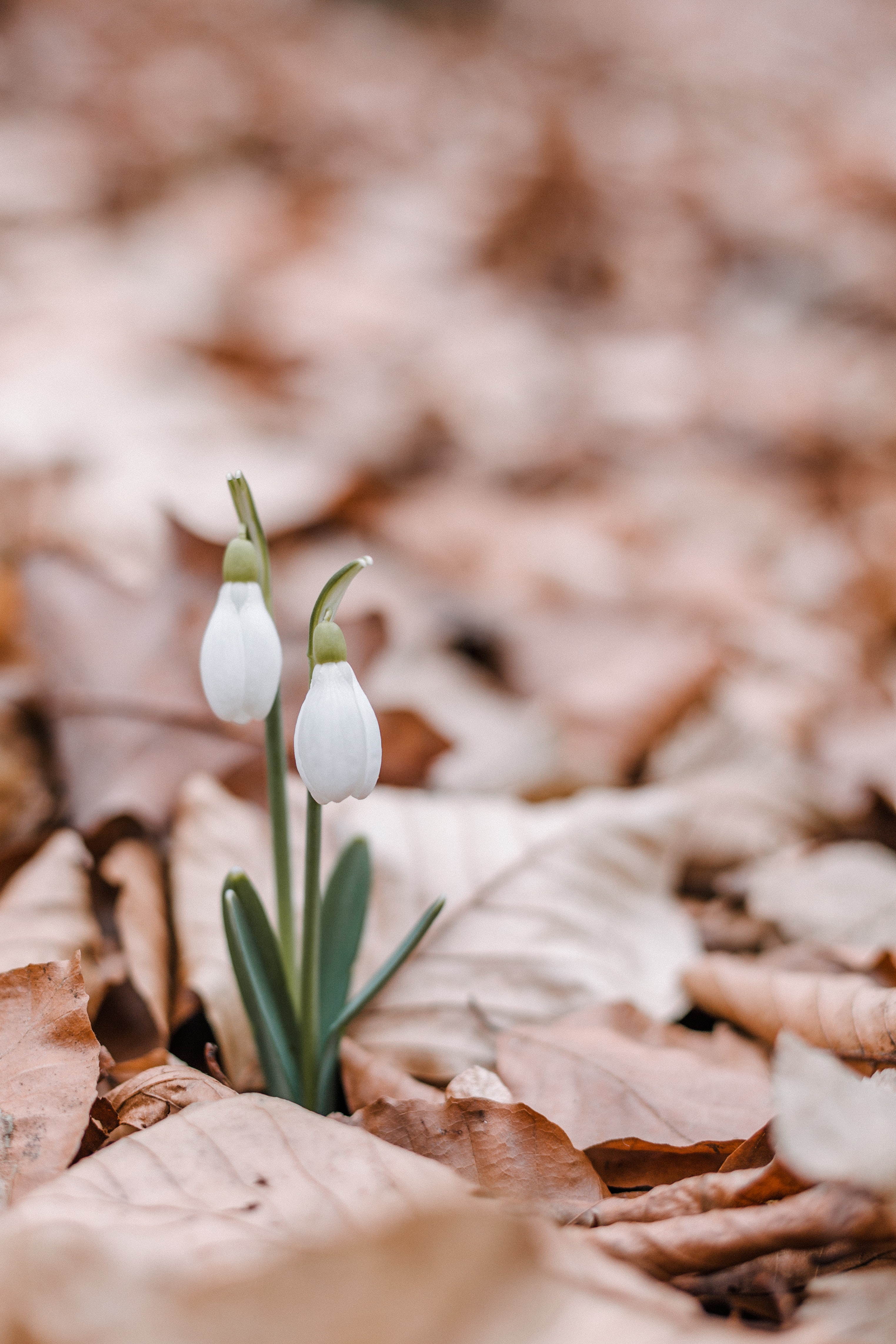 Shy Snowdrops Wallpapers - Wallpaper Cave