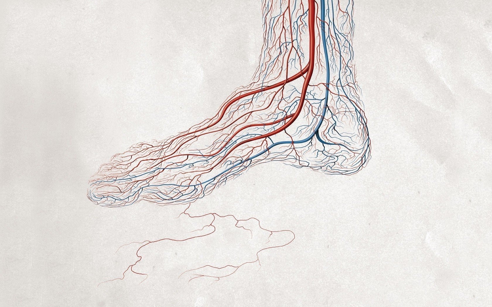 Blood Vessels Wallpapers - Wallpaper Cave