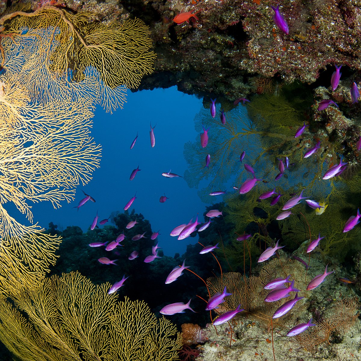 Osprey Reef Wallpapers - Wallpaper Cave