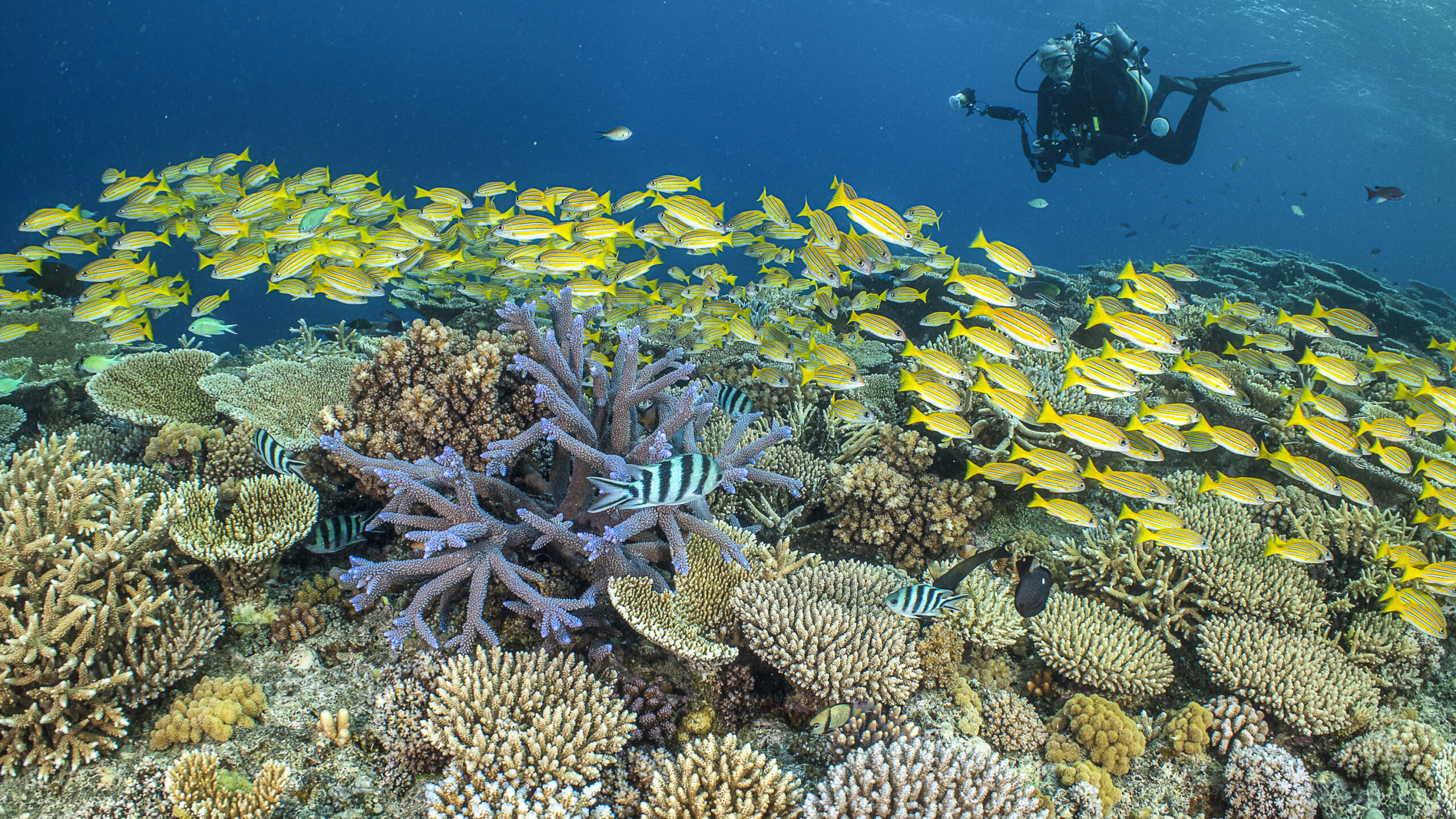 Osprey Reef Wallpapers - Wallpaper Cave