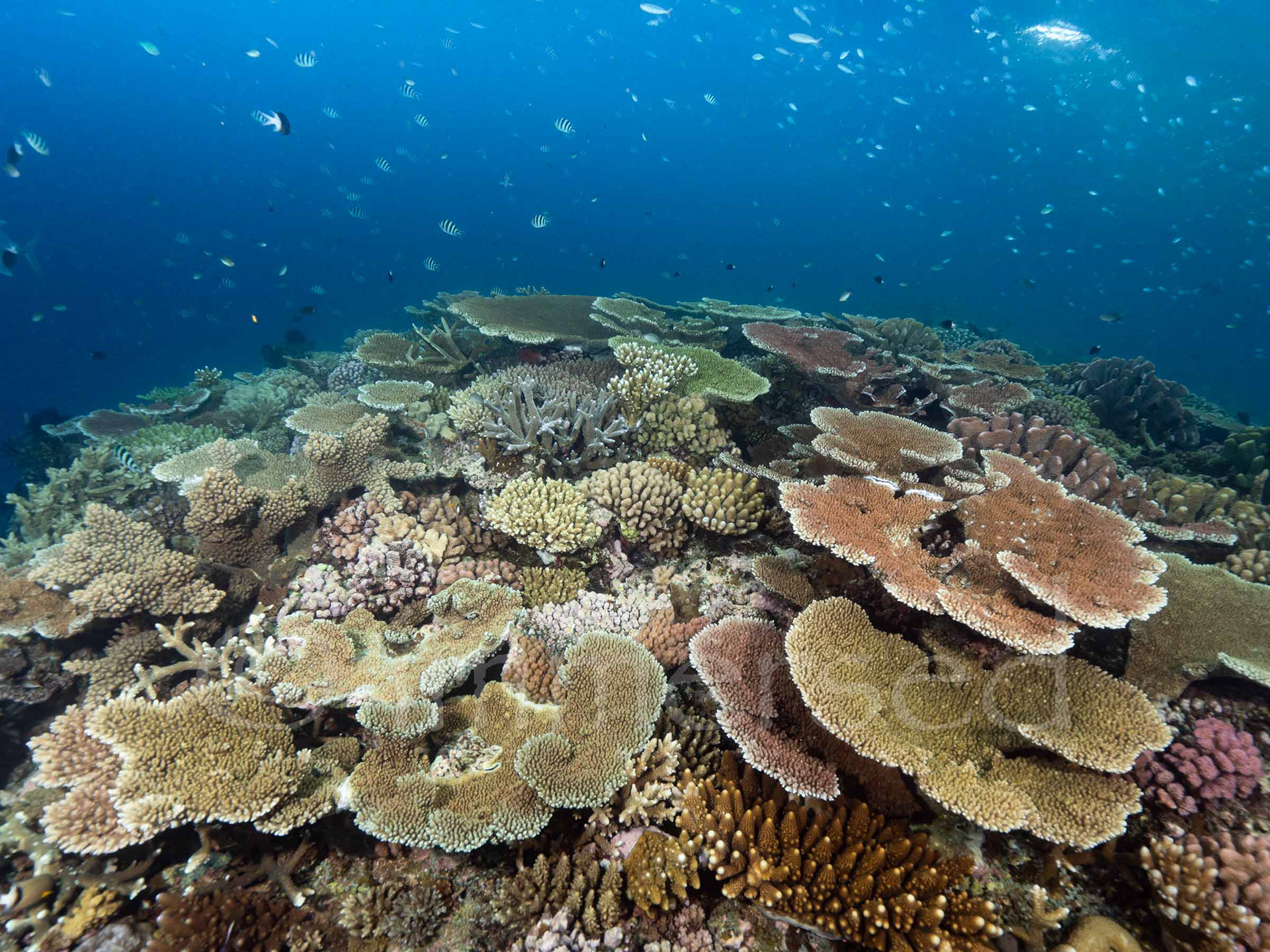 Osprey Reef Wallpapers - Wallpaper Cave