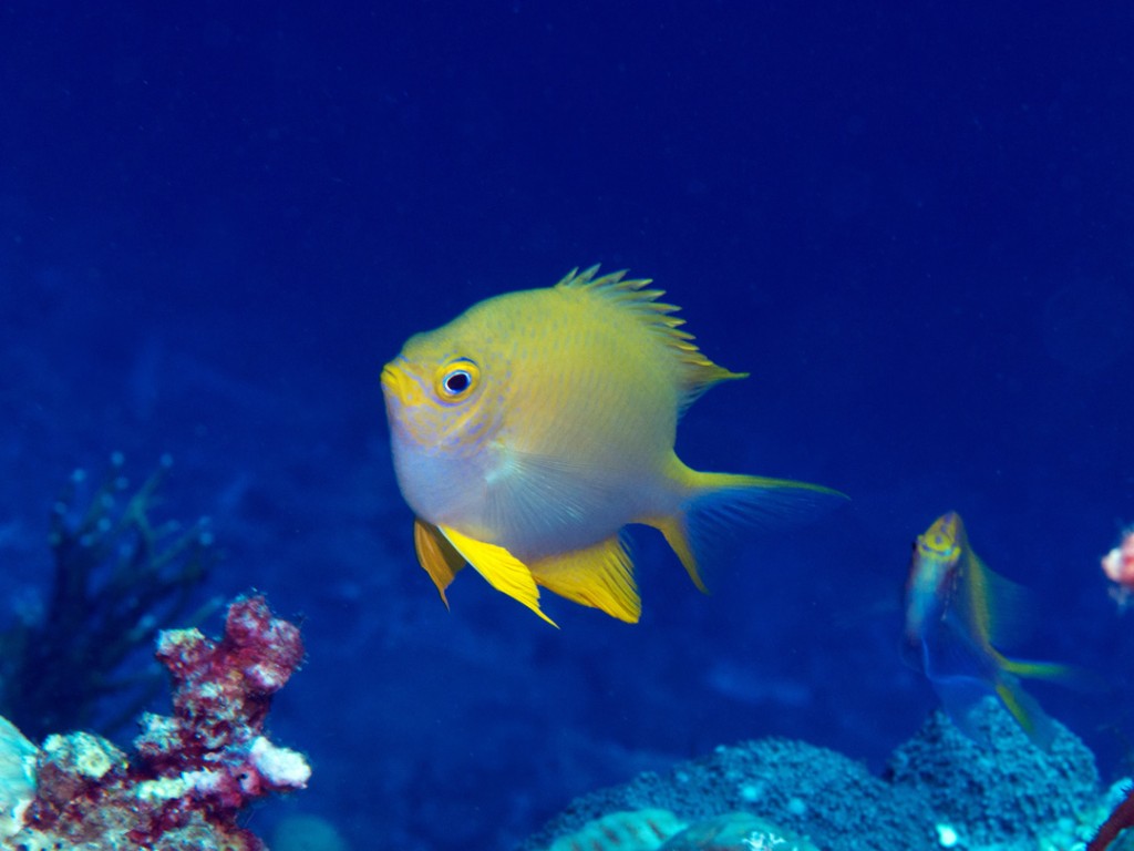 Osprey Reef Wallpapers - Wallpaper Cave