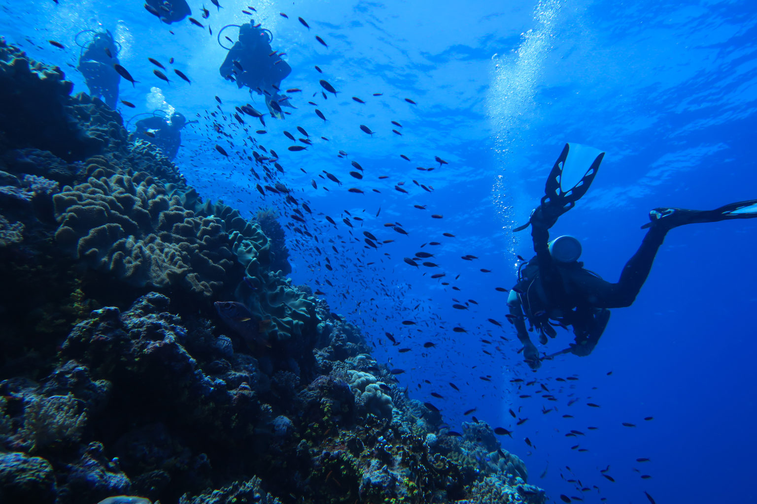 Osprey Reef Wallpapers - Wallpaper Cave