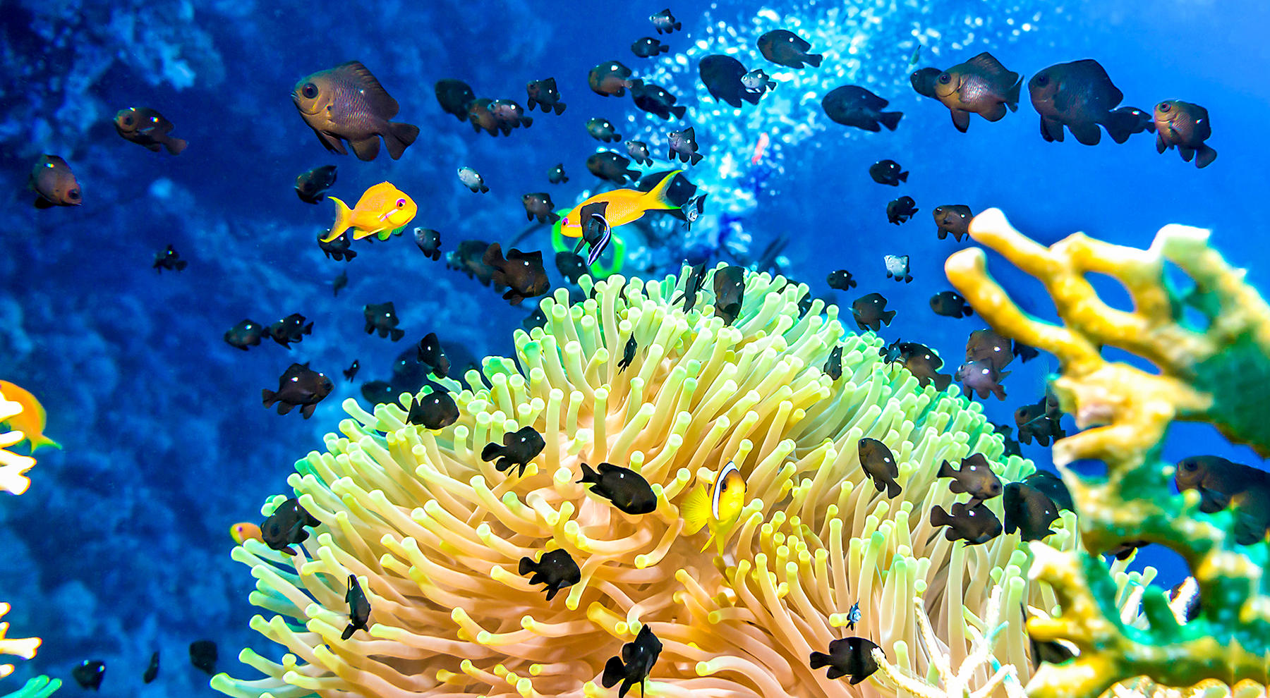 Osprey Reef Wallpapers - Wallpaper Cave