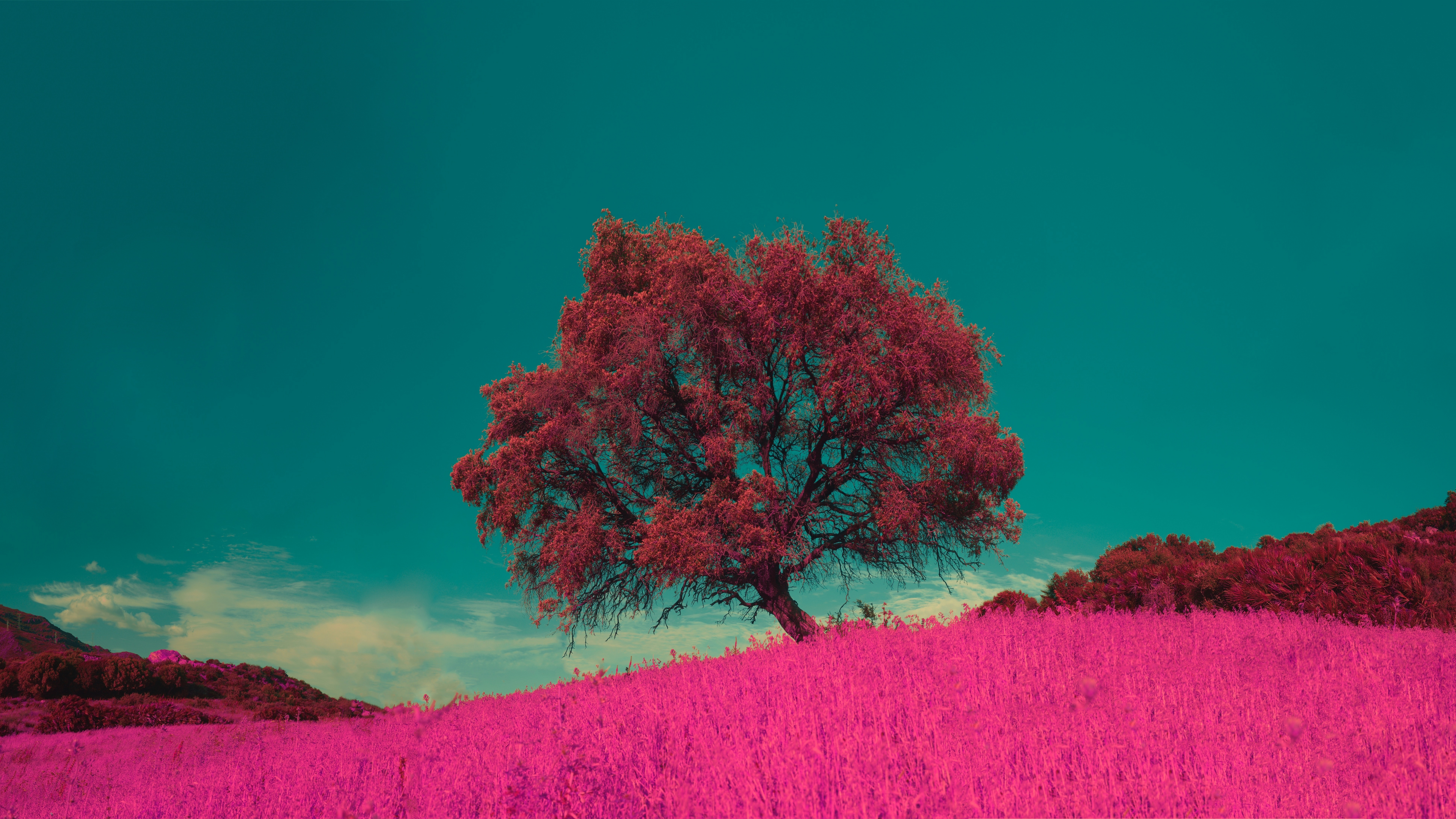 Pink Trees 4k Wallpapers - Wallpaper Cave