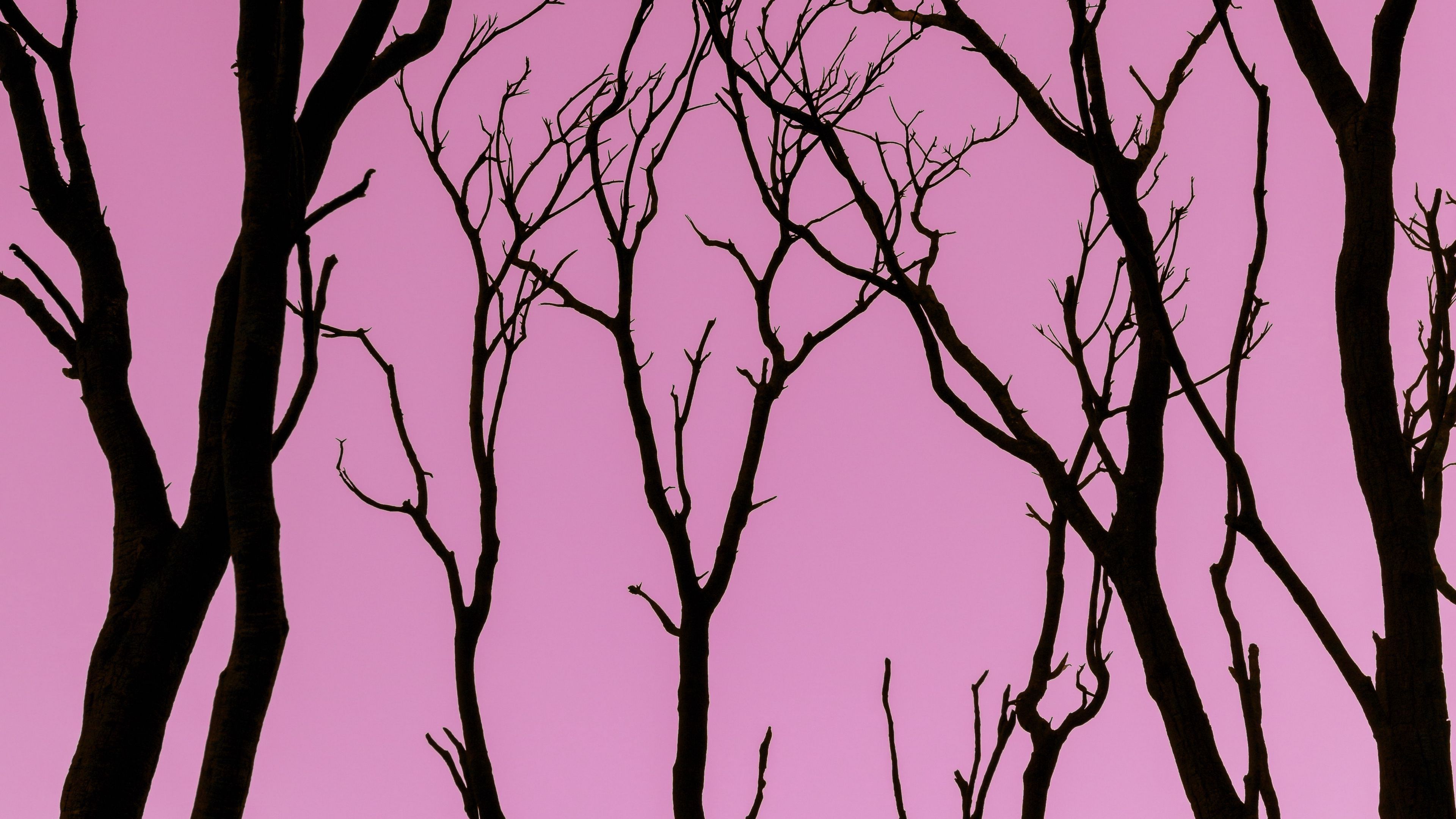 Pink Trees 4k Wallpapers - Wallpaper Cave