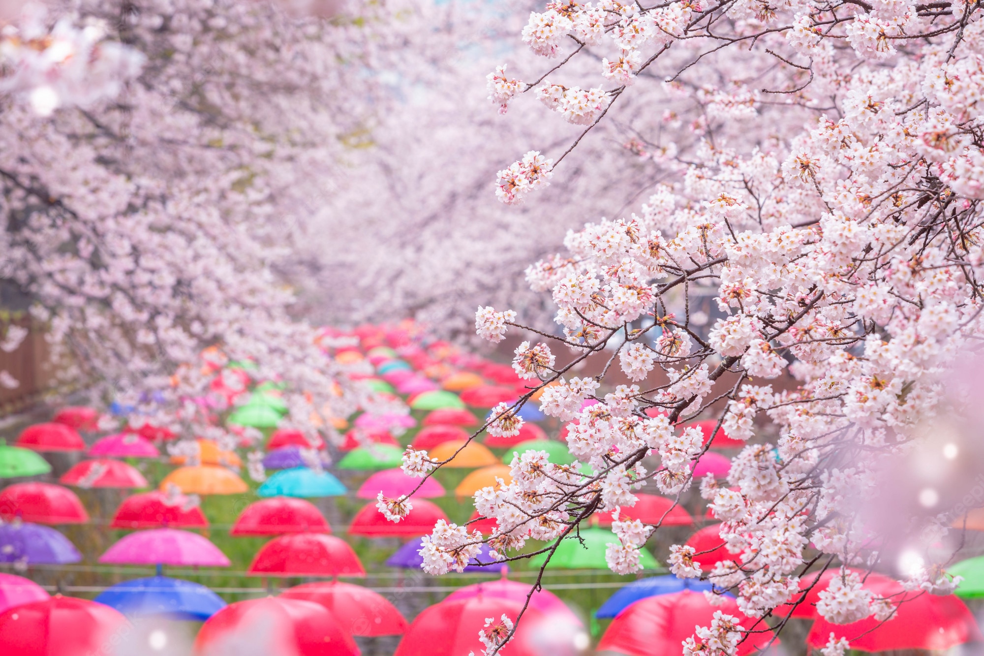 Spring Seoul Wallpapers - Wallpaper Cave