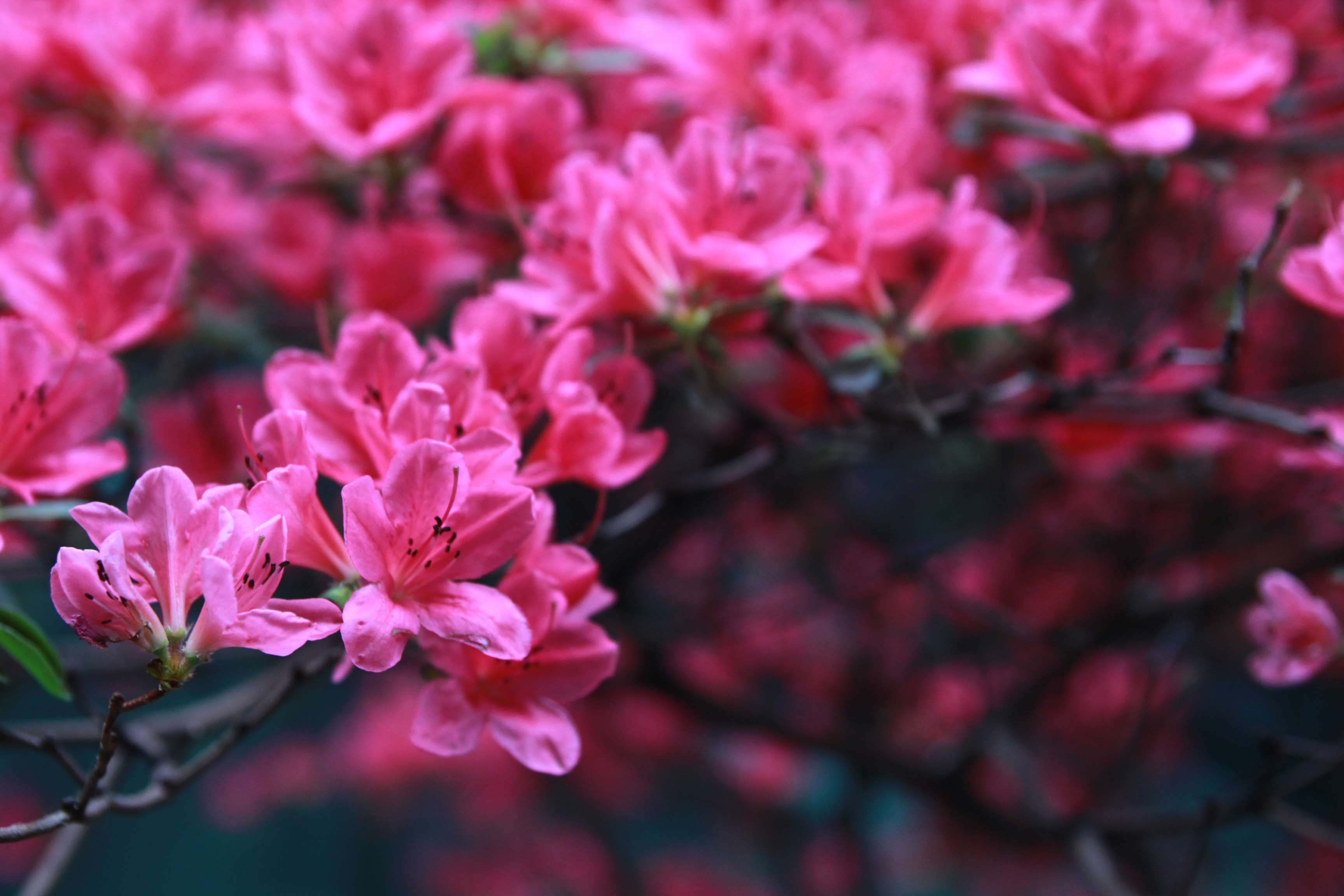 Spring Seoul Wallpapers - Wallpaper Cave